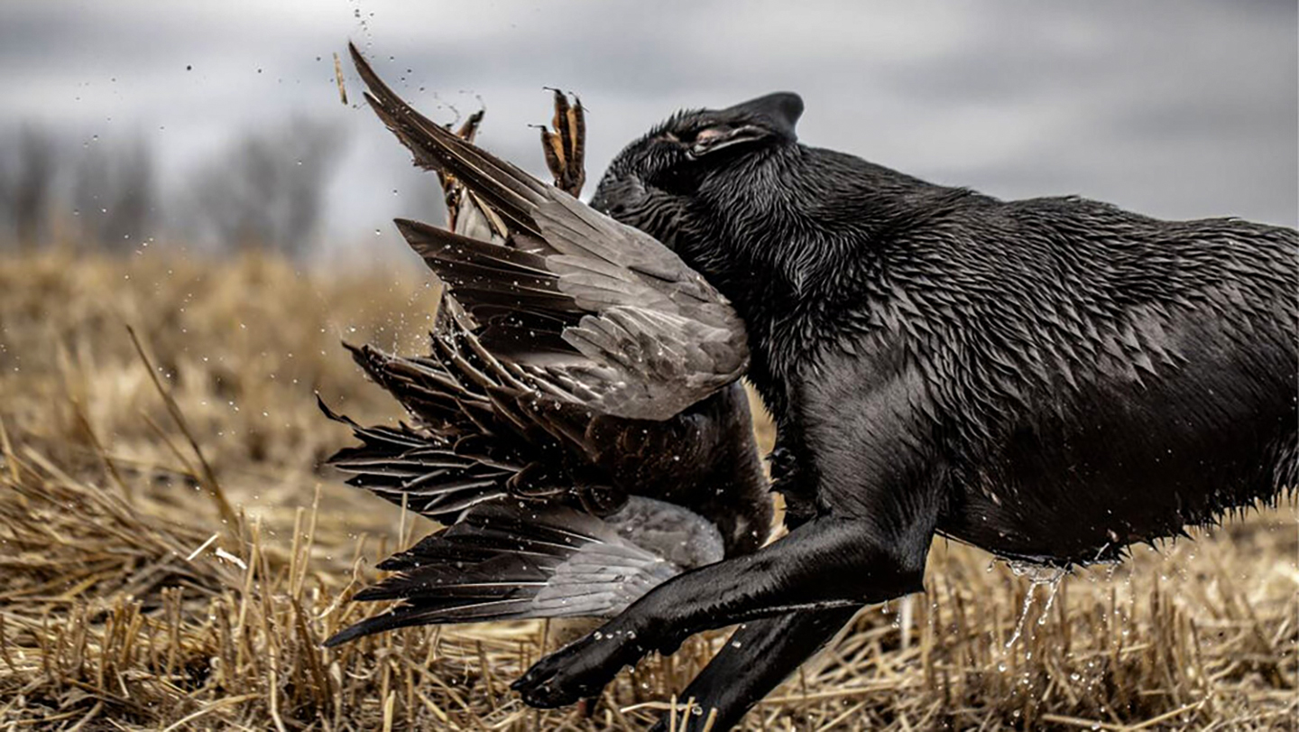 Split Reed - Browning Pro Staff