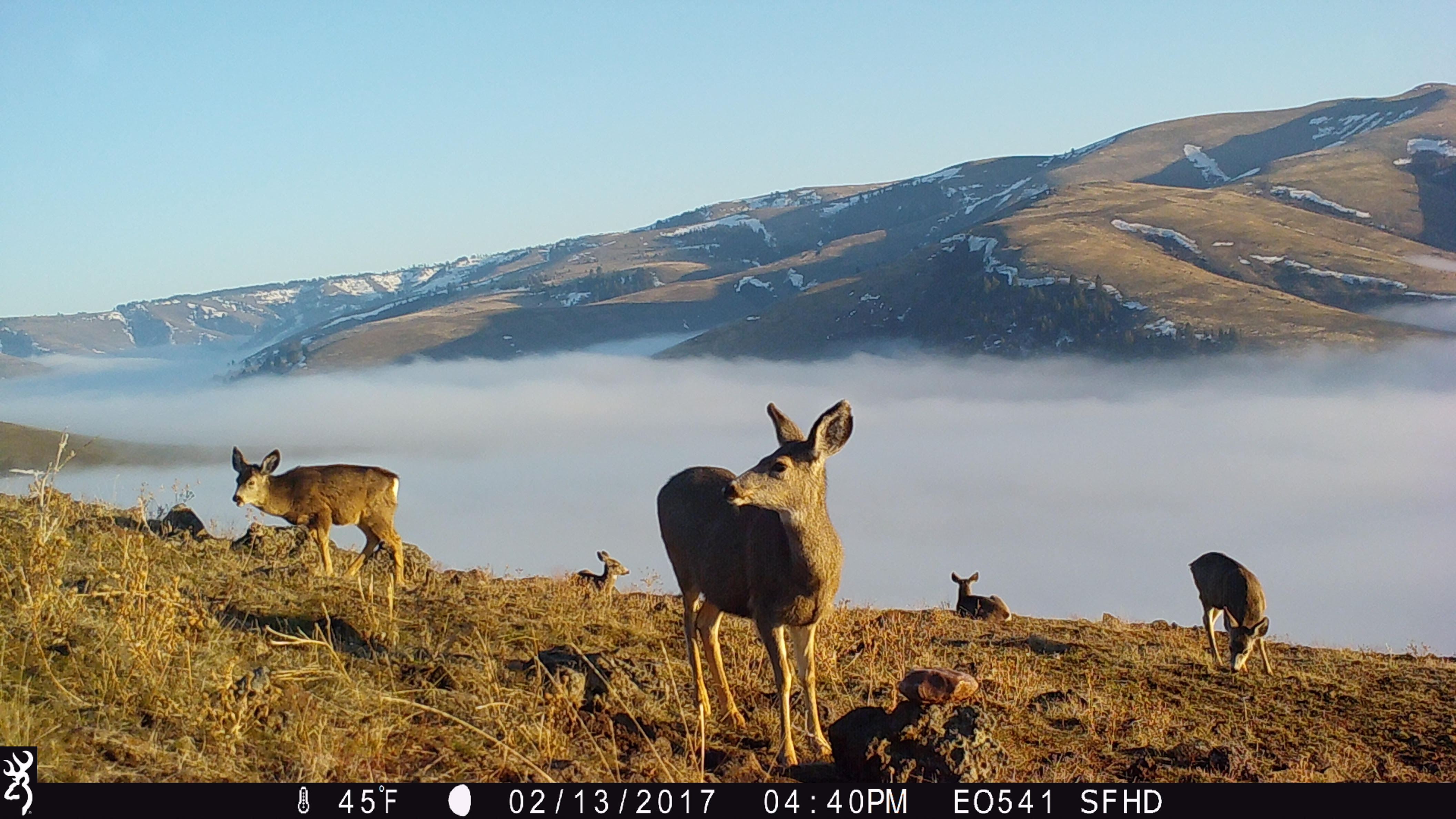 Strike Force Pro DCL Trail Camera - Browning